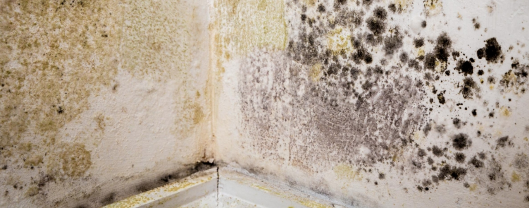 Are You Living in an Environment with Mold? Here is What We Did!
